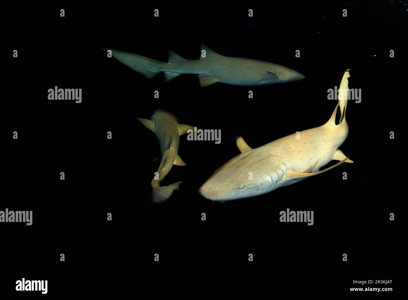 Nurse shark (Nebrius ferrugineus). At night they come to hunt small ...