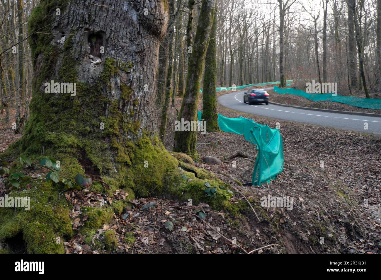 Roadside nets, saving amphibians, forest near ponds, early spring ...