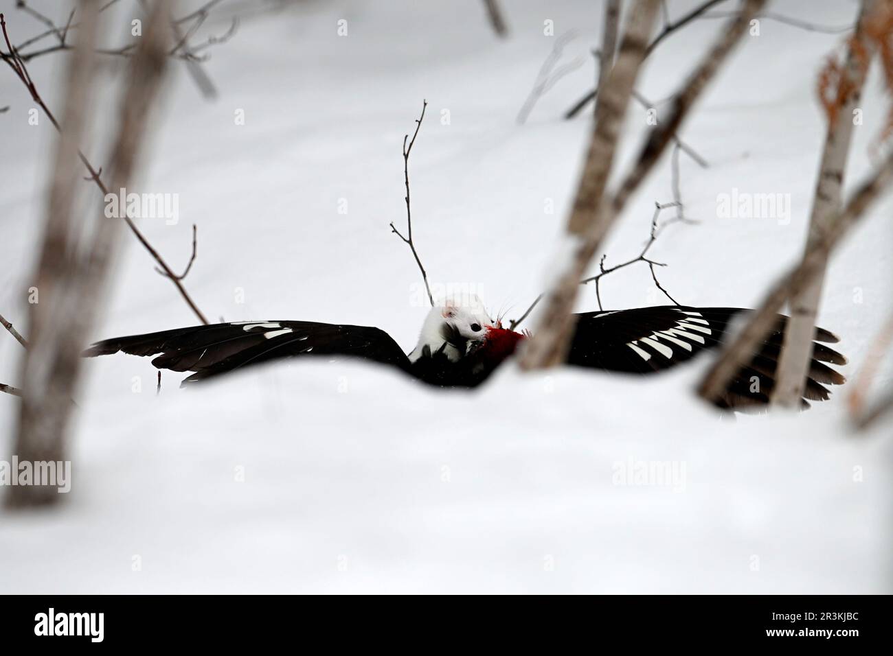Long-tailed weasel (Mustela frenata) in white winter coat attacking a ...