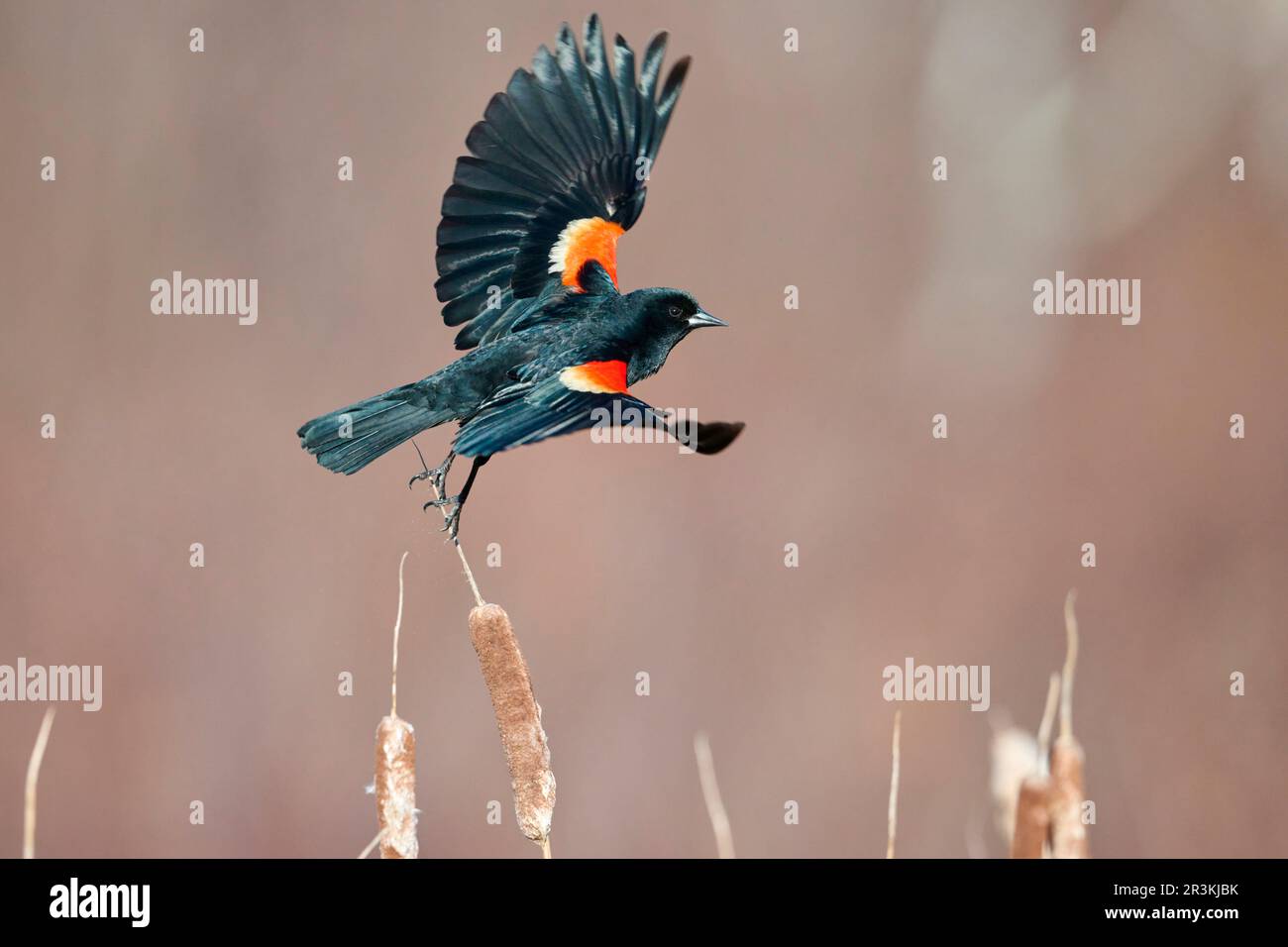 Red-winged Blackbird (Agelaius phoeniceus) male in flight in a marsh ...