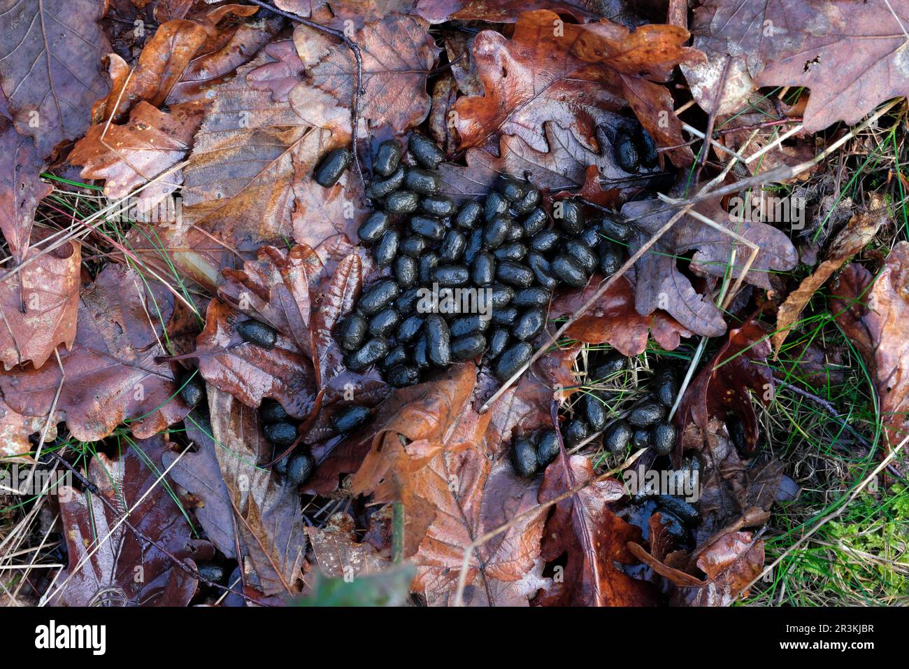 Roe deer (Capreolus capreolus), droppings in forest, Plancher Bas ...
