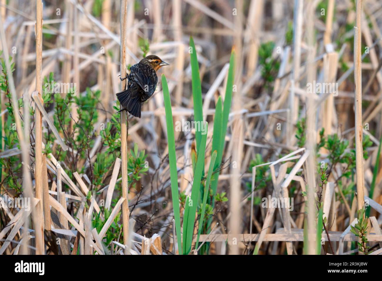 Red-winged Blackbird (Agelaius phoeniceus) female in a marsh, Saguenay ...