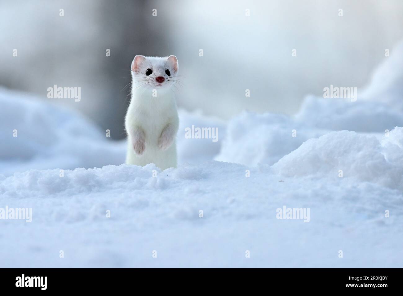 Long-tailed weasel (Mustela frenata) in white winter coat, Saguenay lac ...