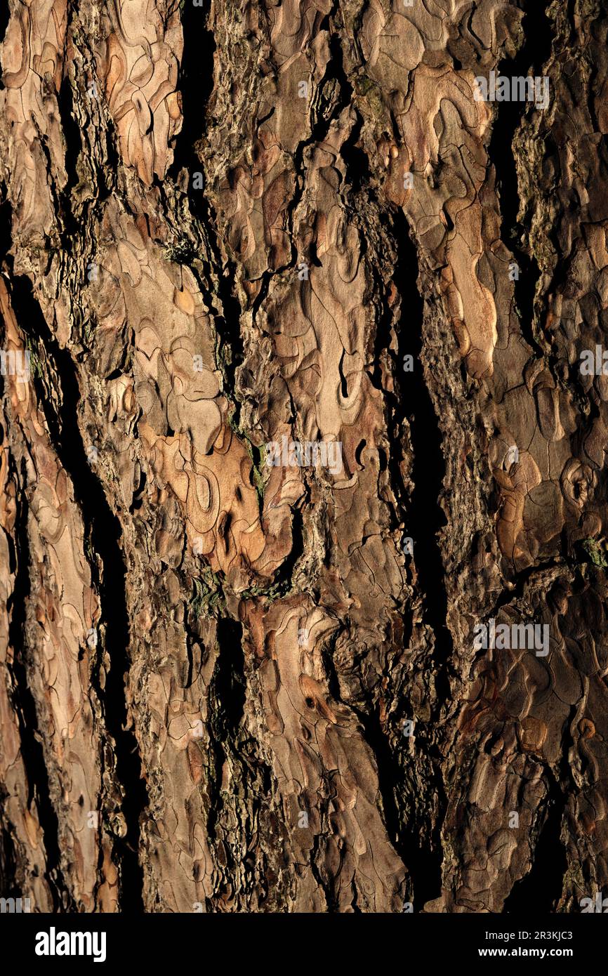Austrian pine, (Pinus nigra), trunk in forest, Belfort, Territoire de ...