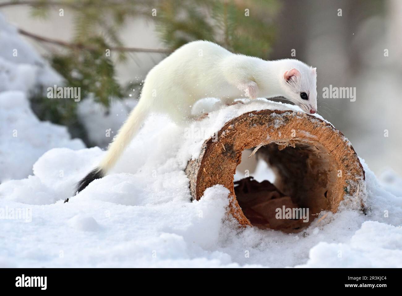Long-tailed weasel (Mustela frenata) in white winter coat on a hollow ...