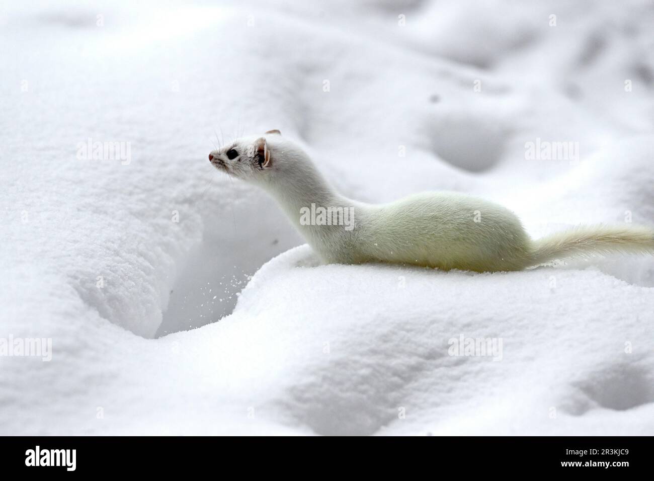 Long-tailed weasel (Mustela frenata) in white winter coat in snow ...