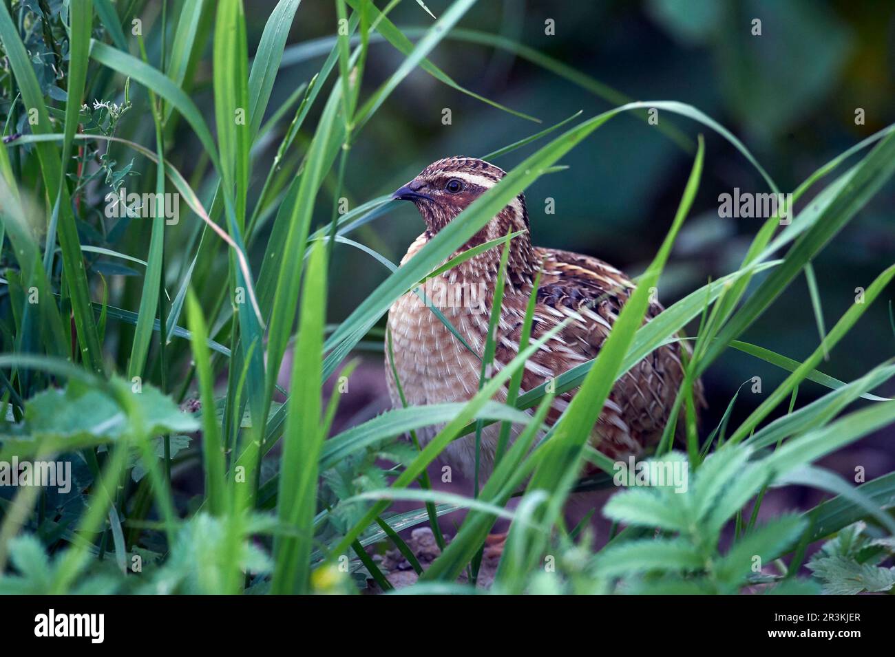 Common Quail (Coturnix coturnix) in the Normandy bocage, France Stock ...
