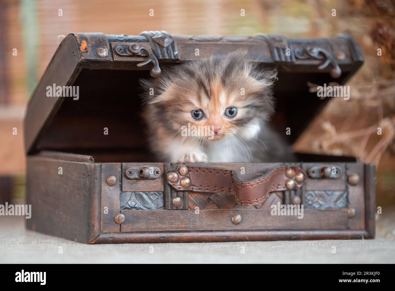 Scottish fold tabby kitten inside decorative dower chest on a rustic ...