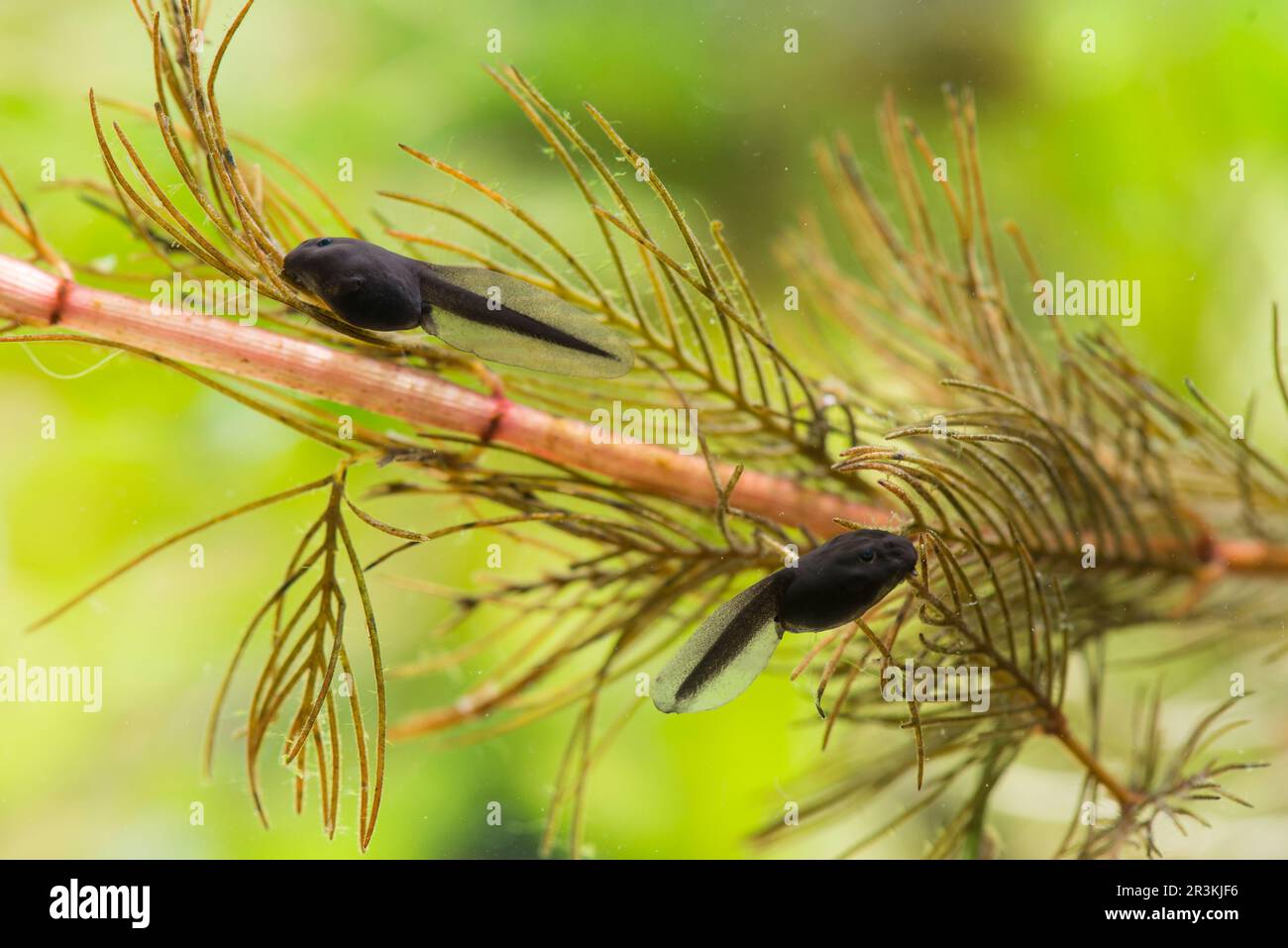 Common toad (Bufo bufo) tadpoles, Lorraine, France Stock Photo - Alamy