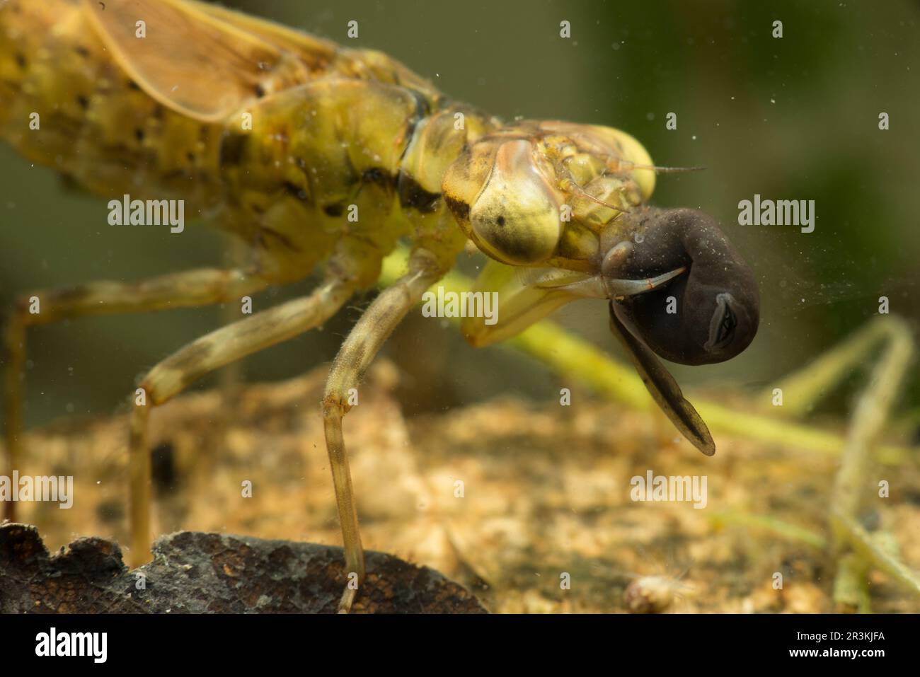 Dragonfly (Hawker) larva eating a Common Toad (Bufo bufo) tadpole ...