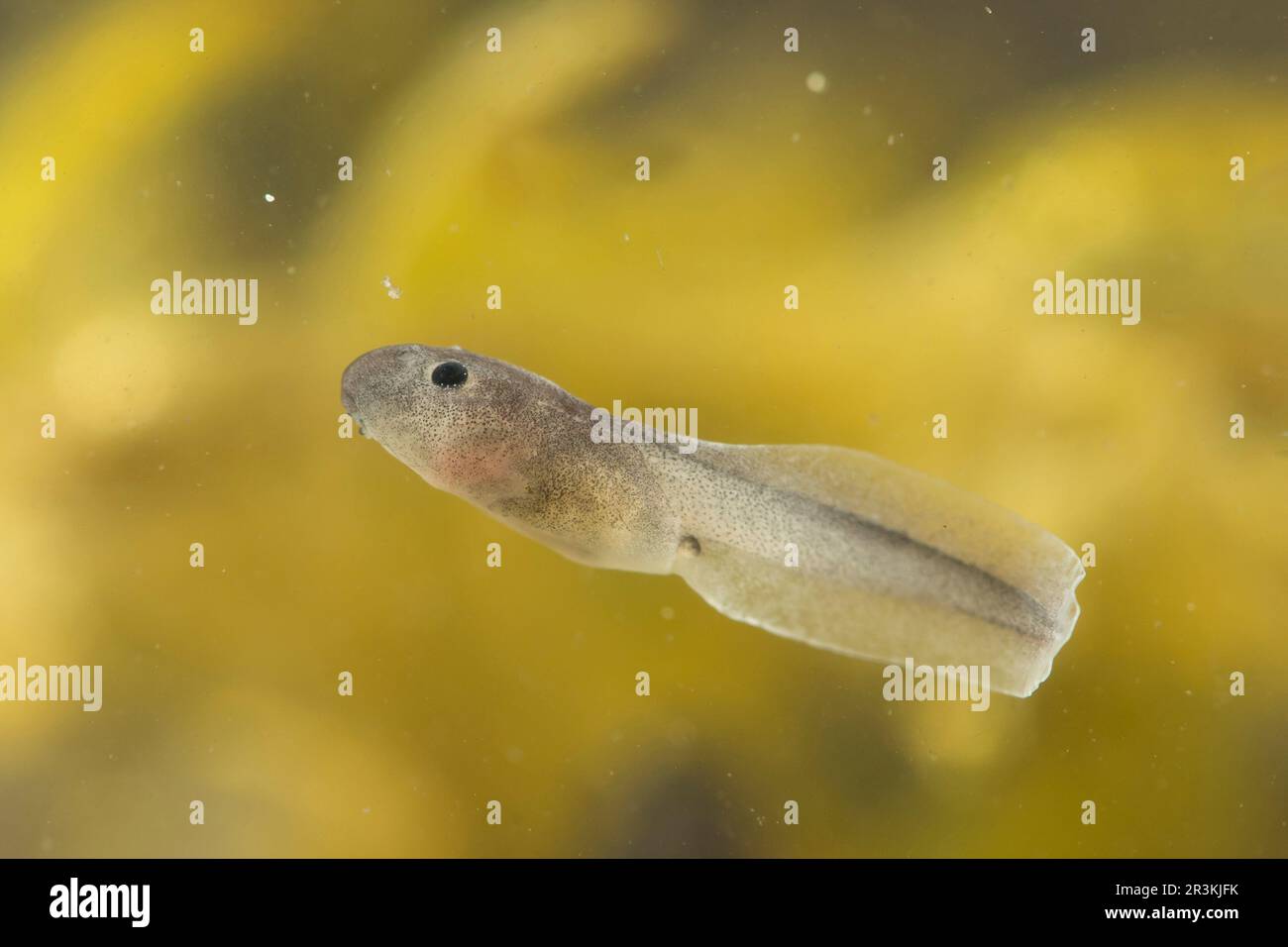 Common toad (Bufo bufo) albino tadpole, Etang de Merrey, Lorraine ...