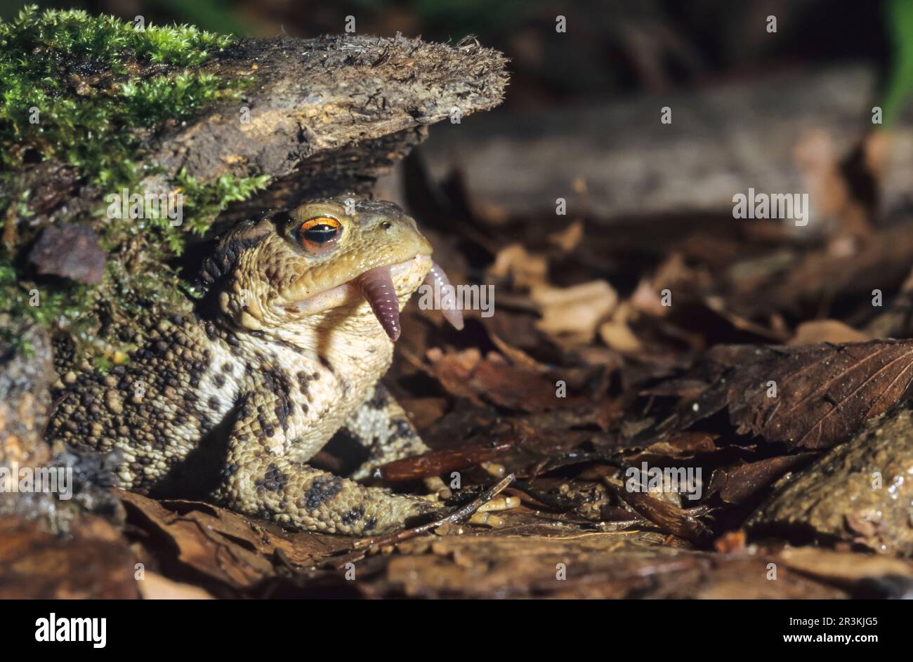 Common toad (Bufo bufo) eating an earthworm, Lorraine, France Stock ...