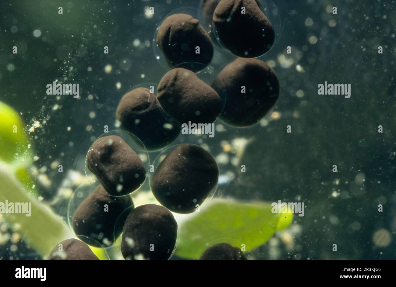 Common toad (Bufo bufo) eggs in a string, Lorraine, France Stock Photo ...