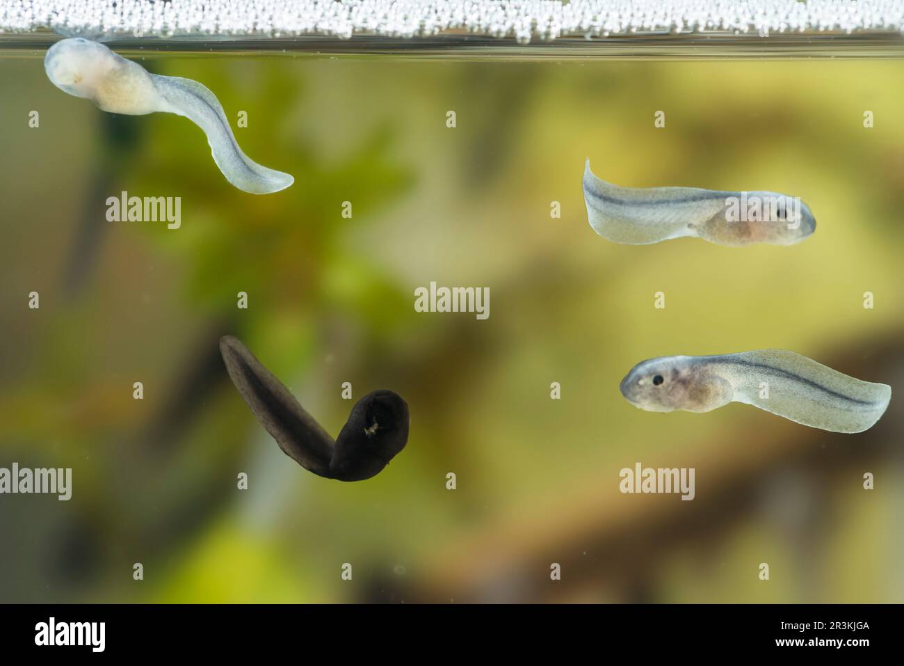 Common toad (Bufo bufo) albino tadpole, Etang de Merrey, Lorraine ...
