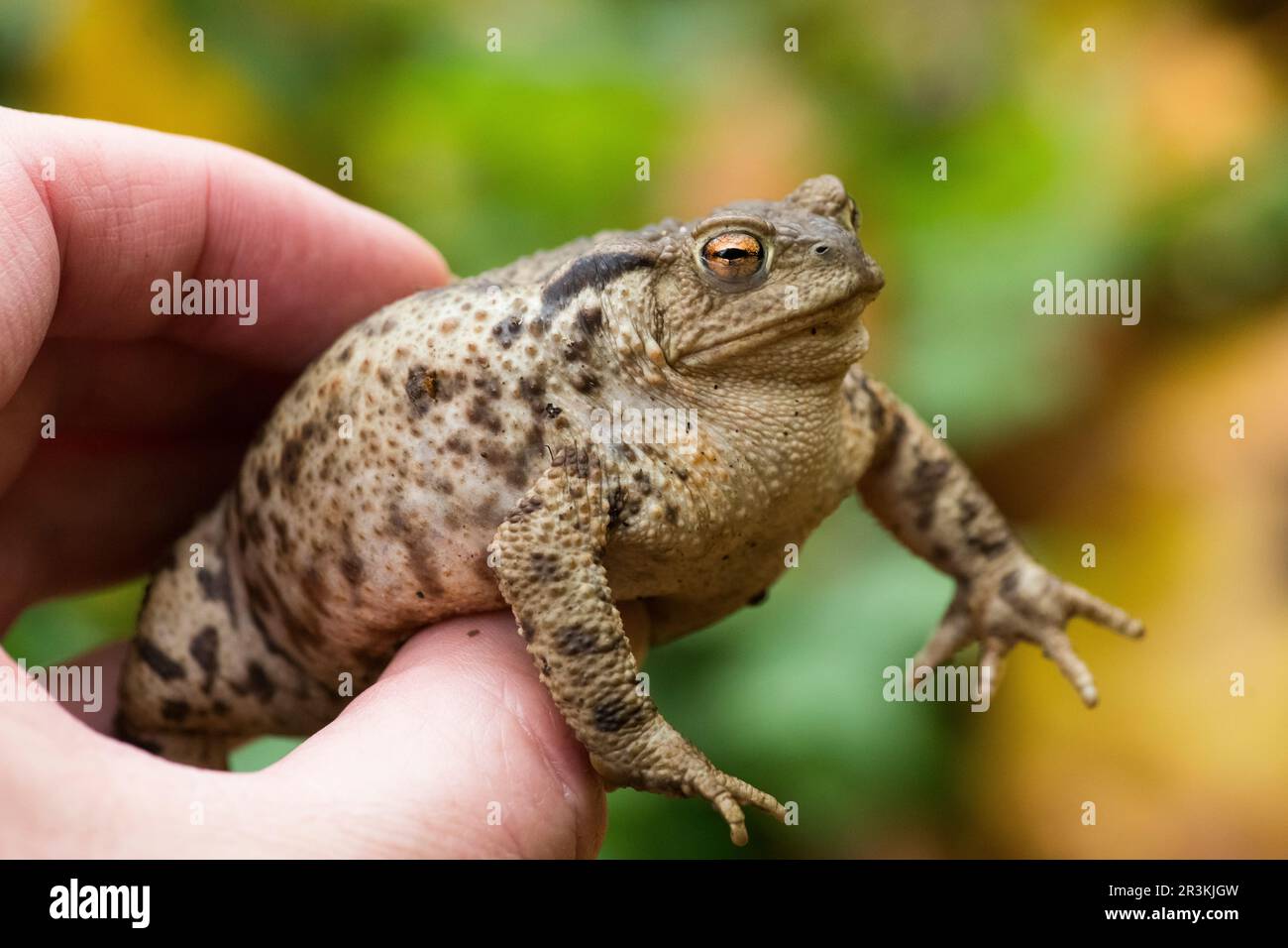 Common toad (Bufo bufo) hand-held inflated female, Vallon de ...