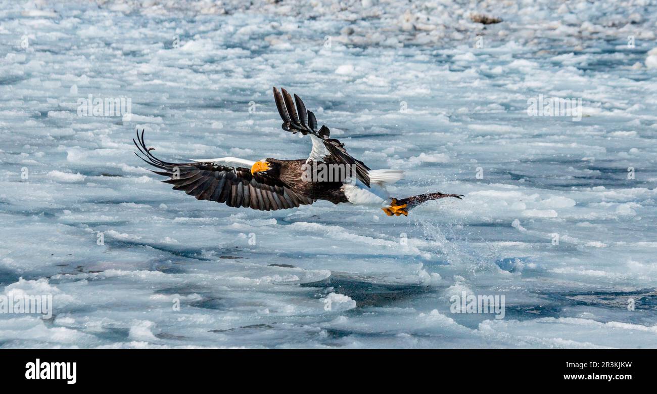 Steller's sea eagle (Haliaeetus pelagicus) in flight with prey on a ...