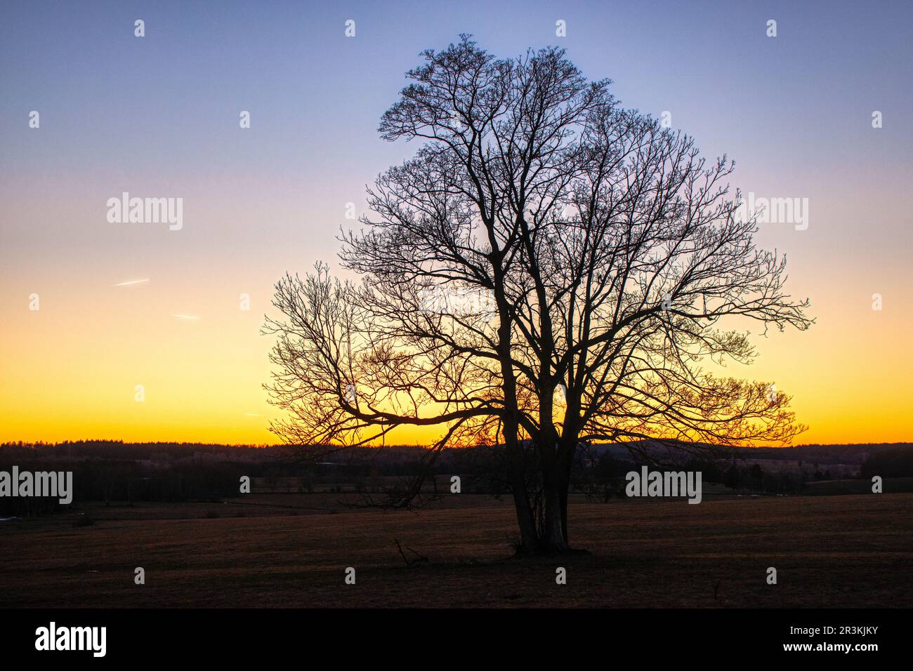 Tree in sunset hi-res stock photography and images - Alamy