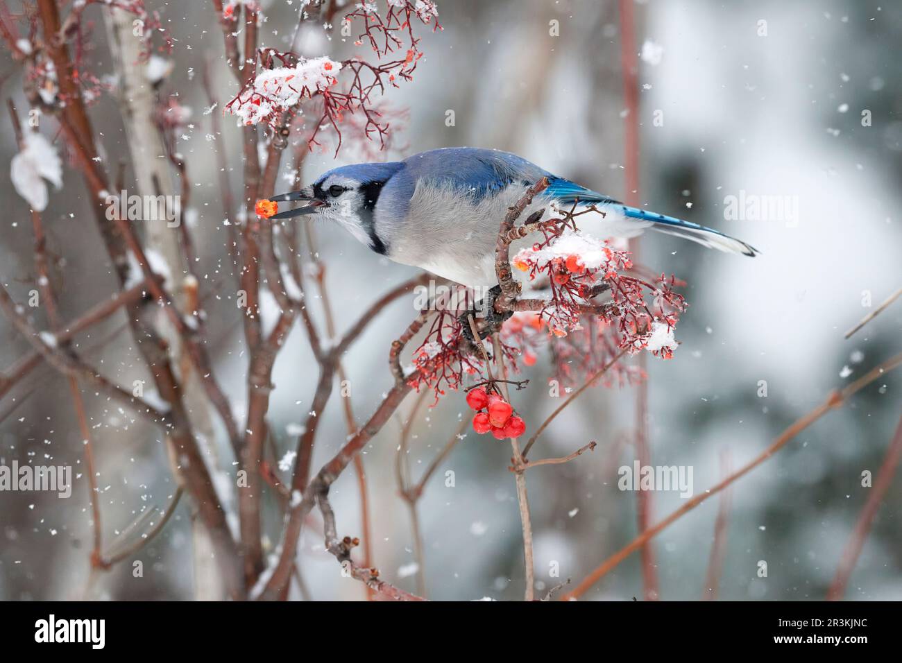 Blue Jay (Cyanocitta cristata) eating American mountain ash (Sorbus ...