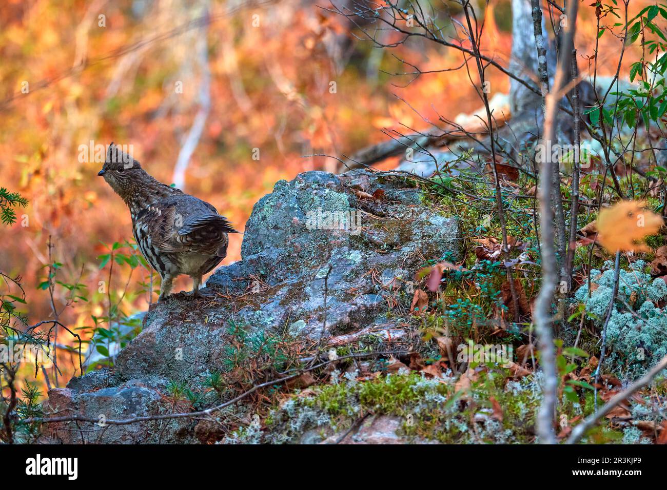 Ruffed Grouse (Bonasa umbellus) on ground, Saguenay lac St Jean region ...