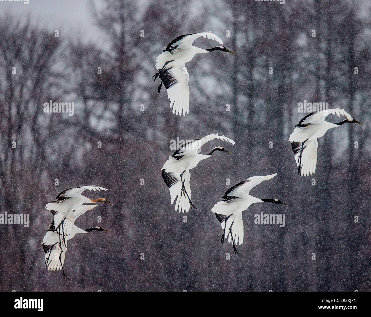 Group of Japanese cranes (Grus japonensis) are flying in snow snowstorm ...