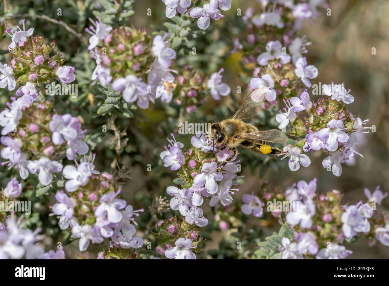 Honey bee (Apis mellifera) feeding from Thyme (Thymus vulgaris), Gard ...