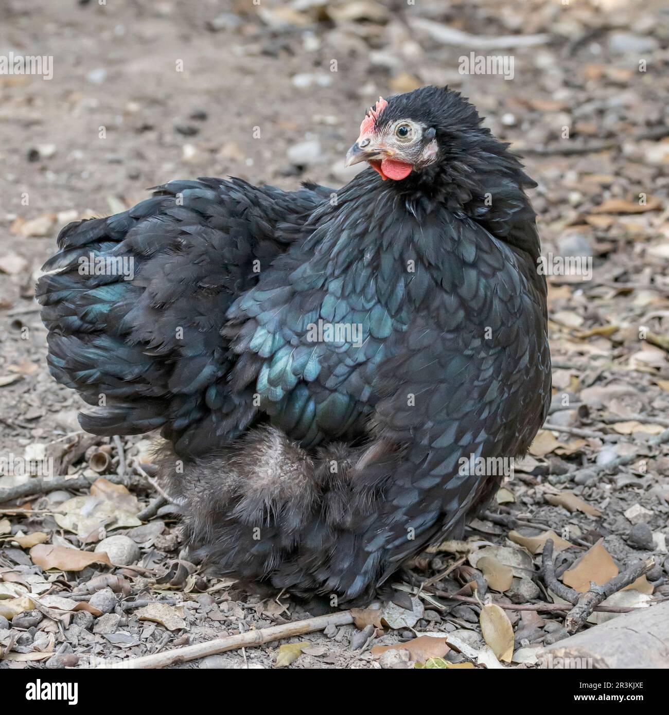 Black Pekin Bantam Hen Stock Photo - Alamy