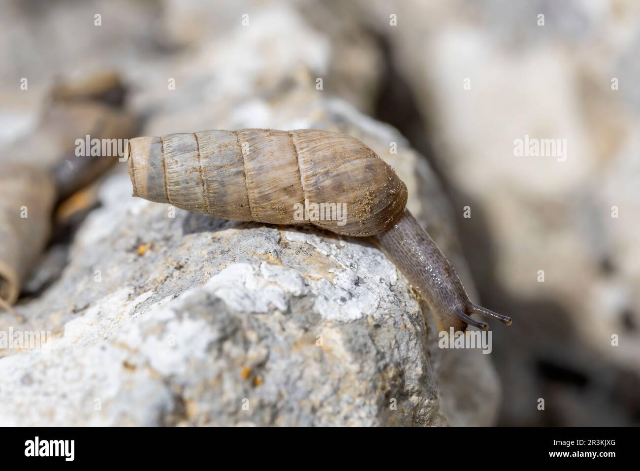Decollate snail (Rumina decollata), Gard, France Stock Photo - Alamy
