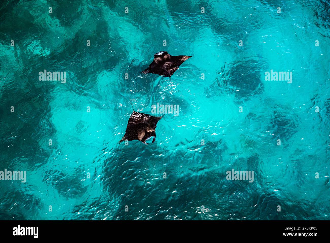 Double Manta. Reef manta ray (Mobula alfredi) seen from the sky ...