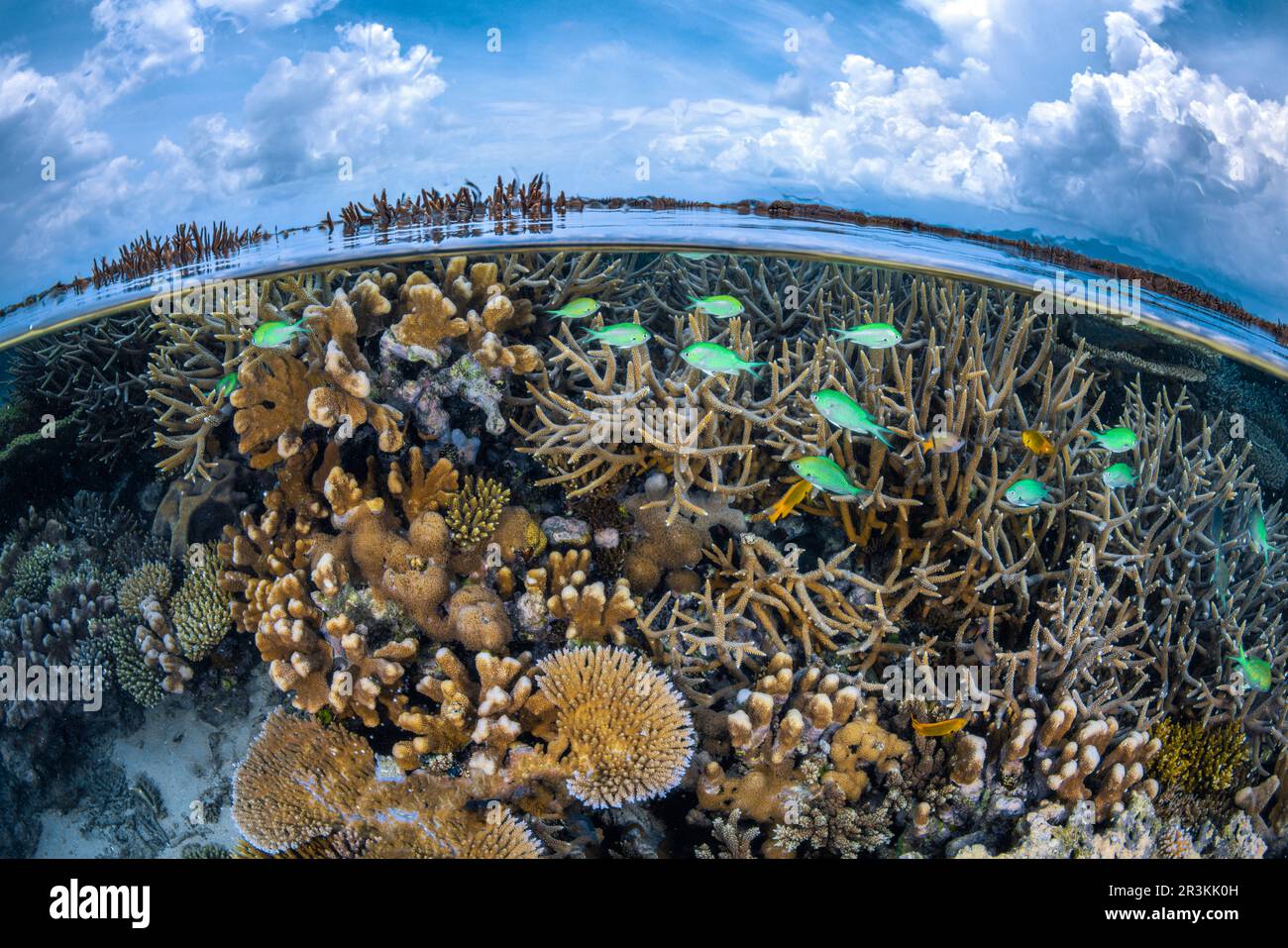 Split Level on North reef. Mayotte Stock Photo - Alamy