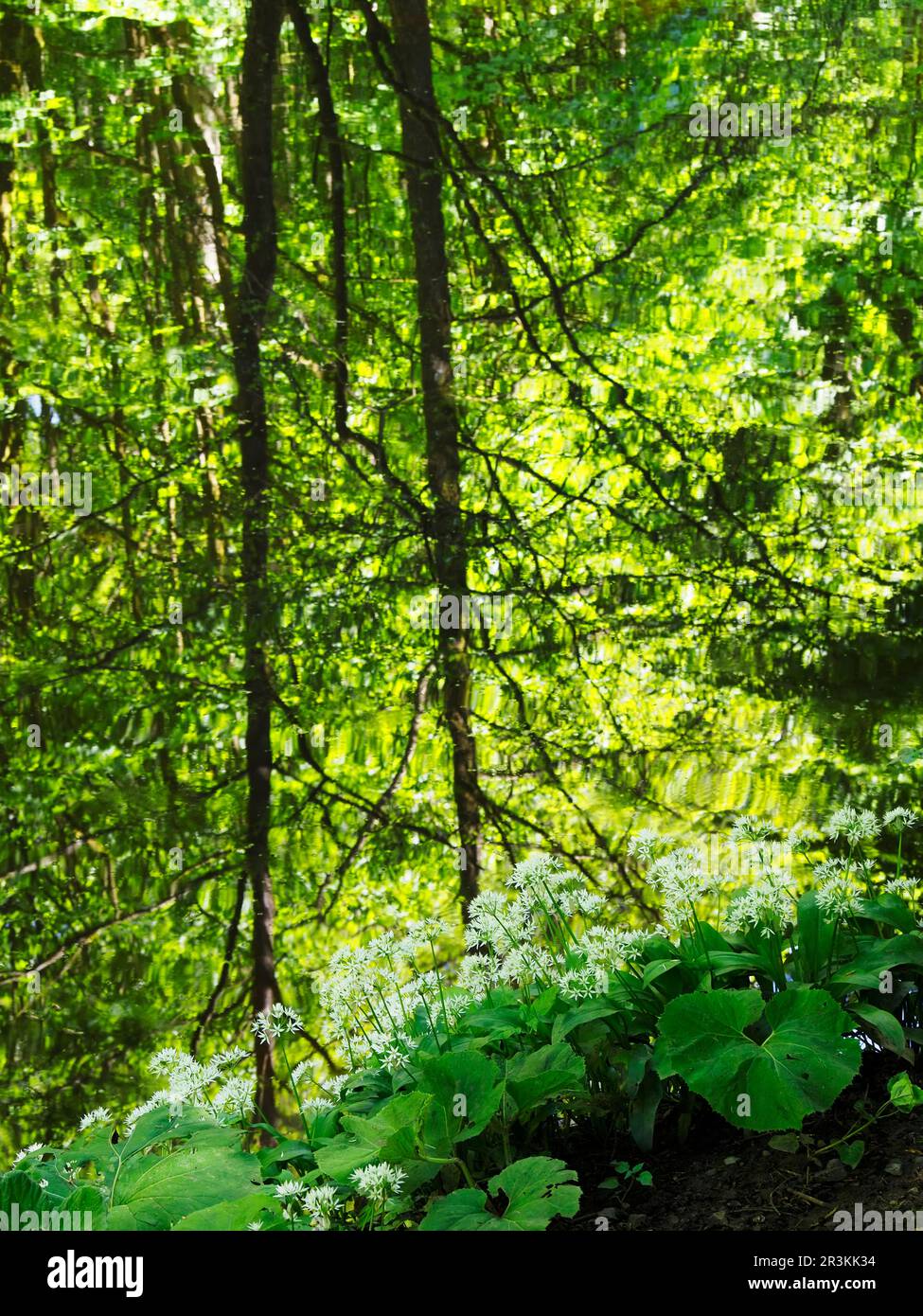 Spring folage hi-res stock photography and images - Alamy