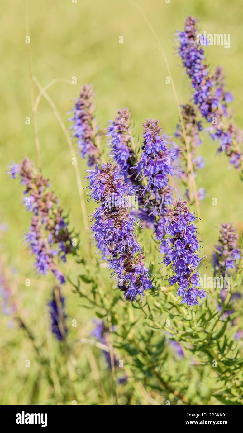 Ysop 'Hyssopus officinalis' Stock Photo - Alamy