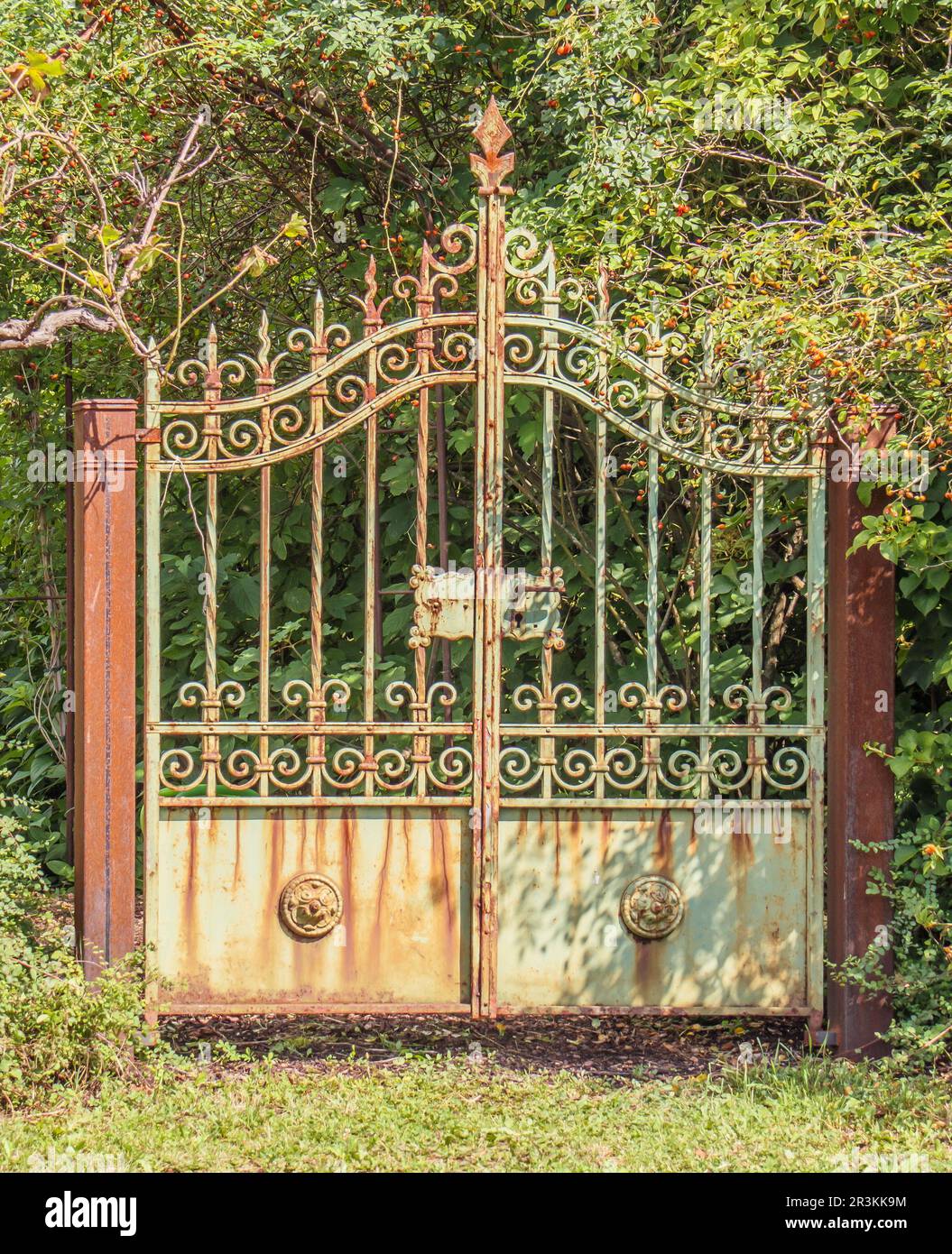 Gateway to nature, hedge roses Stock Photo - Alamy