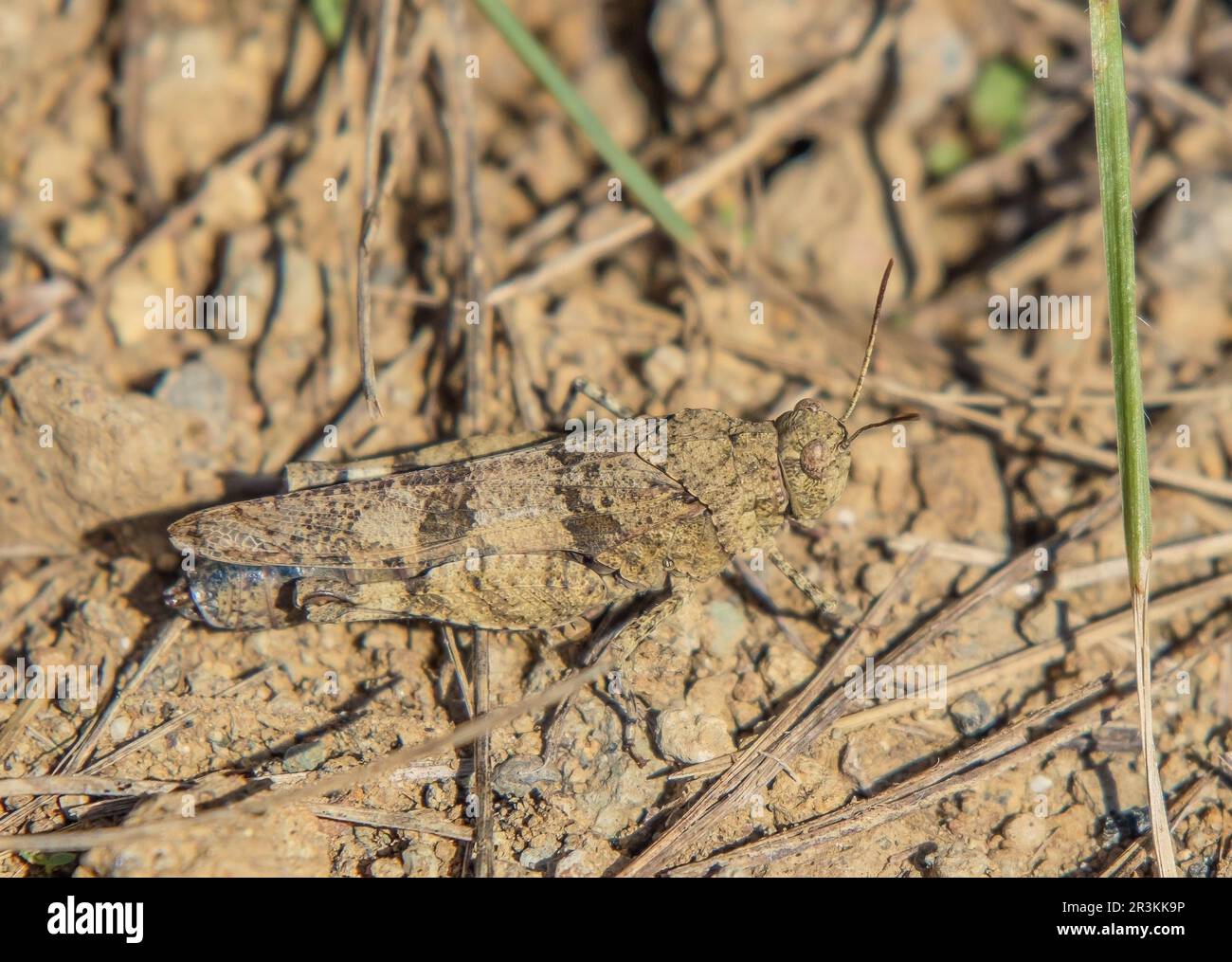 Oedipoda caerulescens hi-res stock photography and images - Alamy