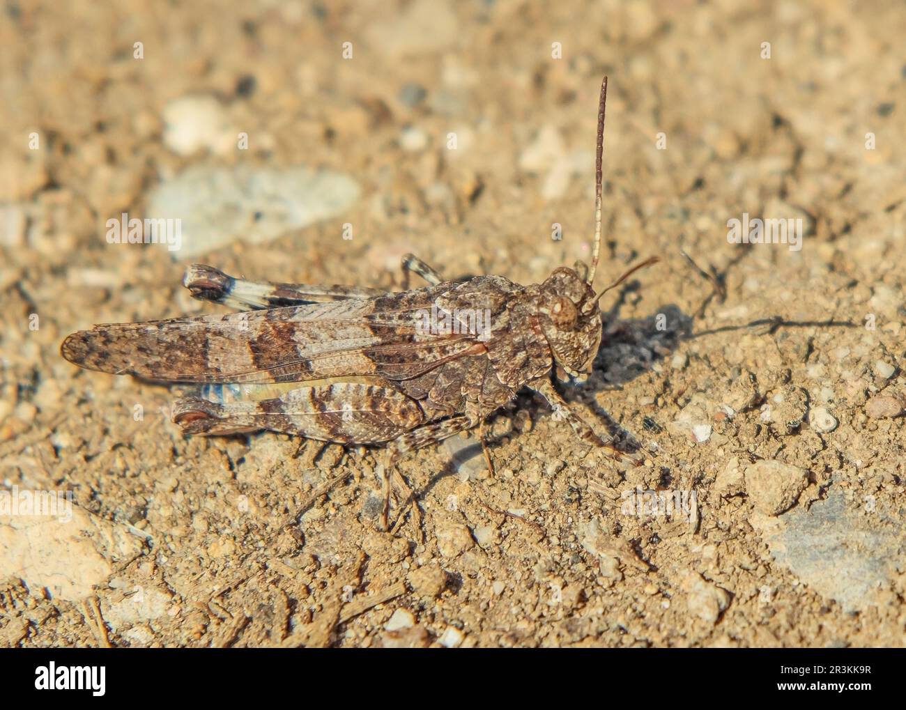 Oedipoda caerulescens hi-res stock photography and images - Alamy
