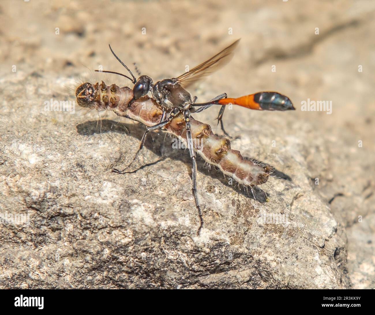 Common sand wasp hi-res stock photography and images - Alamy
