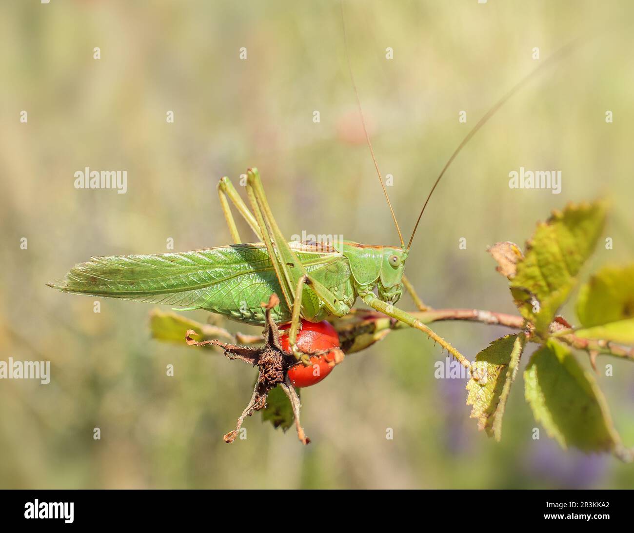 Hayseed hi-res stock photography and images - Alamy