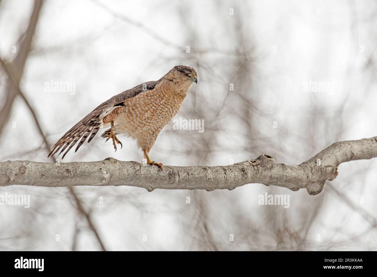 Cooper's Hawk (Accipiter cooperii) stretching its wings. Southern ...