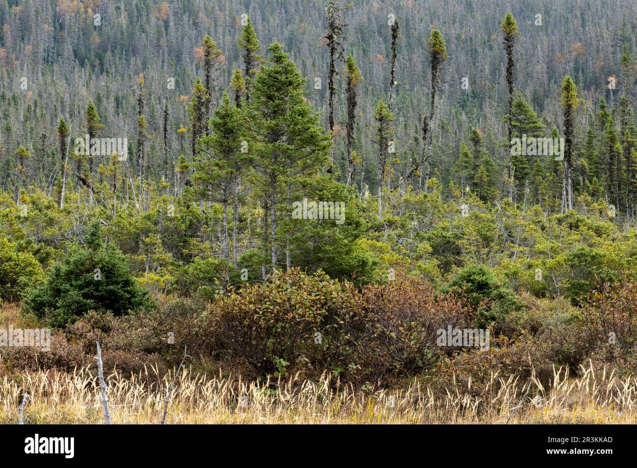Black spruce (Picea mariana) and balsam fir (Abies balsamea) forest ...