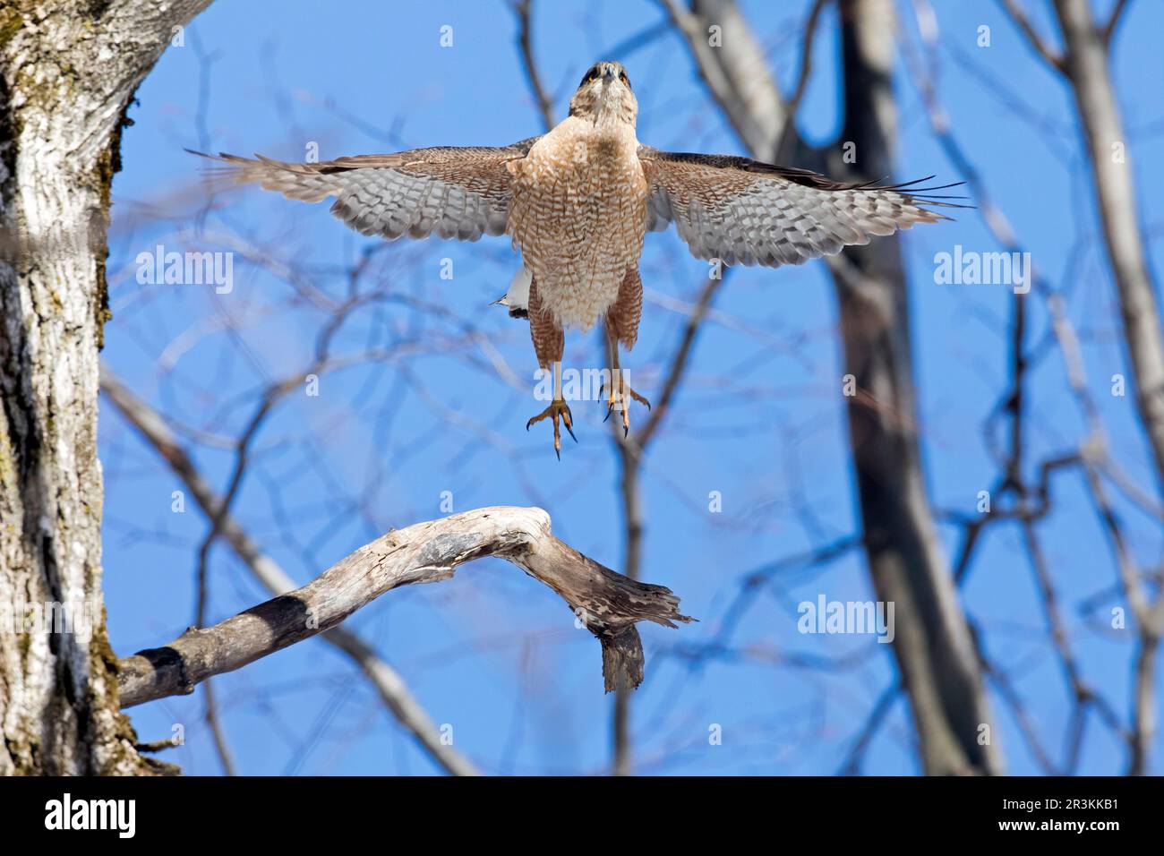 Cooper's hawk ( accipiter cooperii) taking flight with outstretched ...