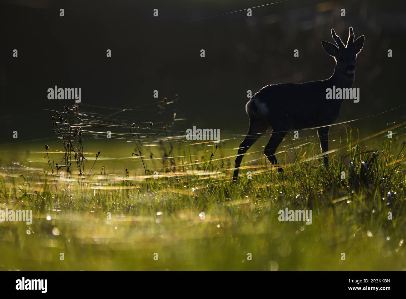 Migration of spiders on their threads during a warm and windless winter ...