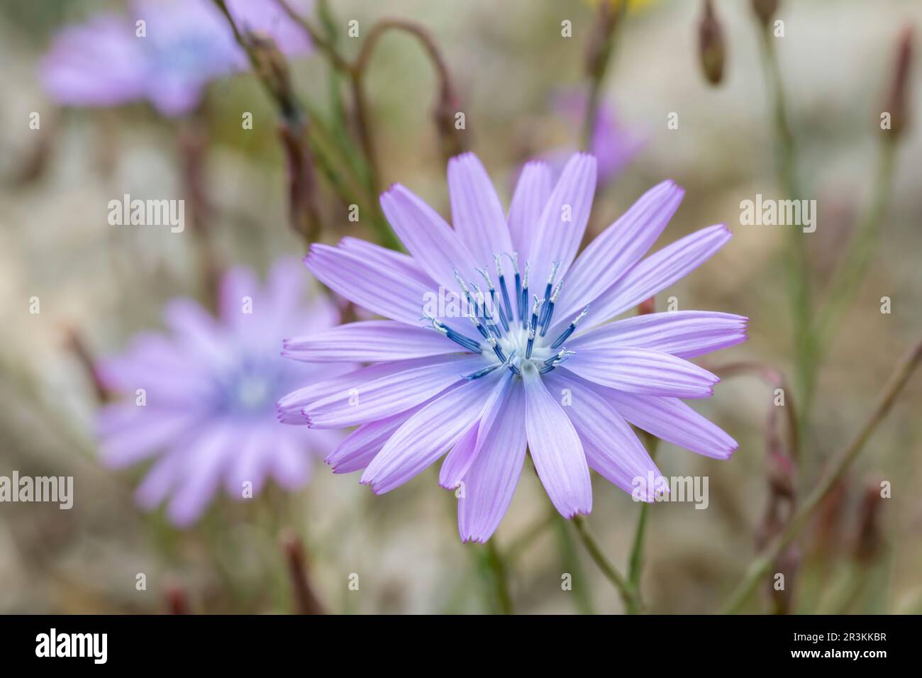 Mountain lettuce (Lactuca perennis), Gard, France Stock Photo - Alamy