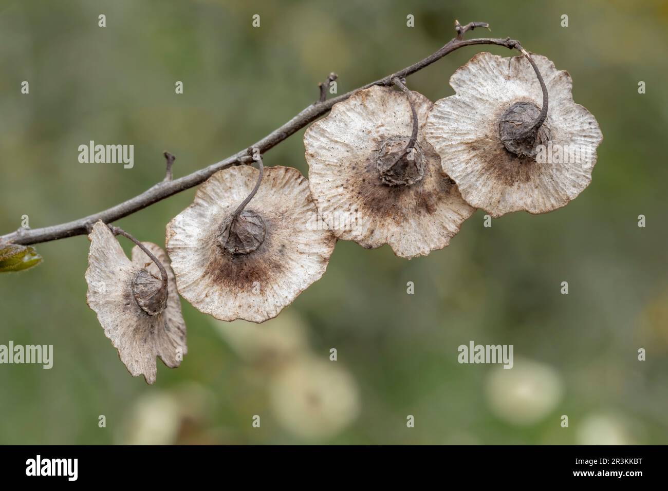 Jerusalem thorn (Paliurus spina-christi) fruits, Gard, France Stock ...