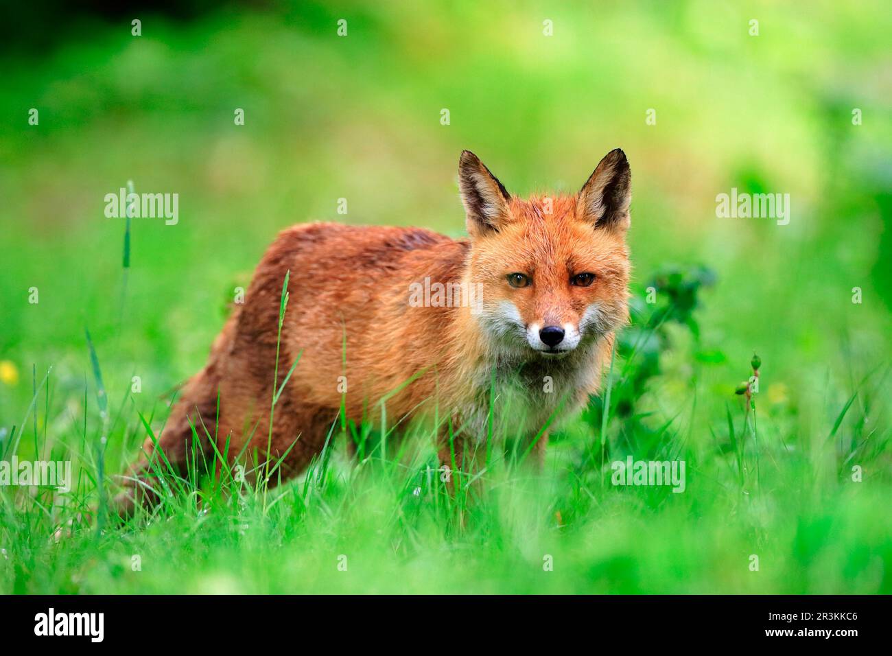 Red fox (Vulpes vulpes) in a meadow looking for food, France Stock ...