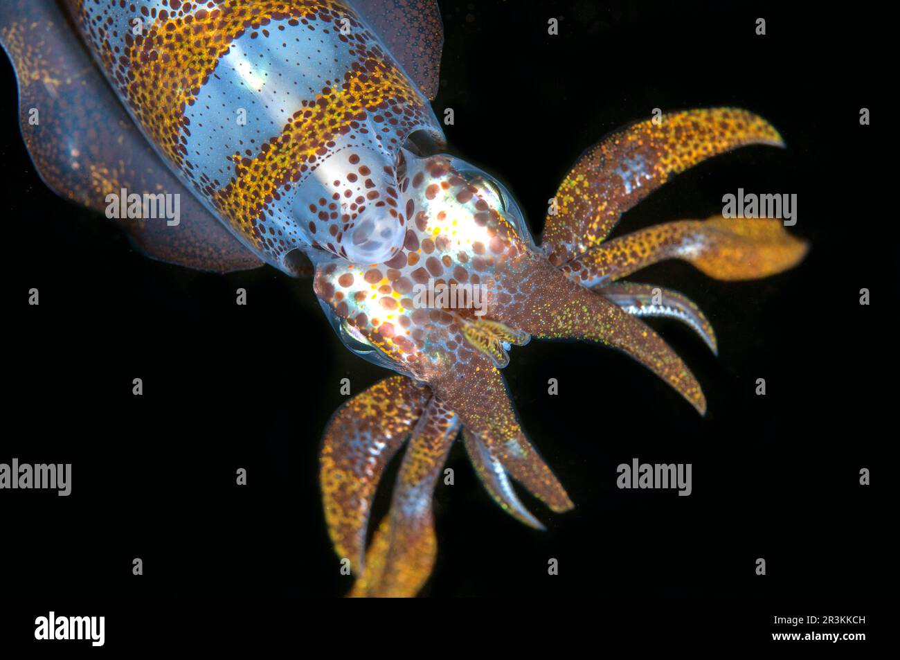 Bigfin Reef Squid (Sepioteuthis lessoniana), TK1 dive site, Lembeh ...