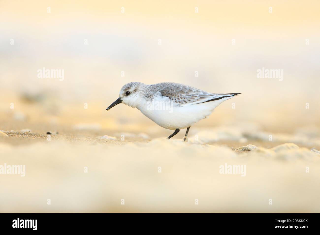 Sanderling (Calidris alba) in winter plumage, searching food on ...