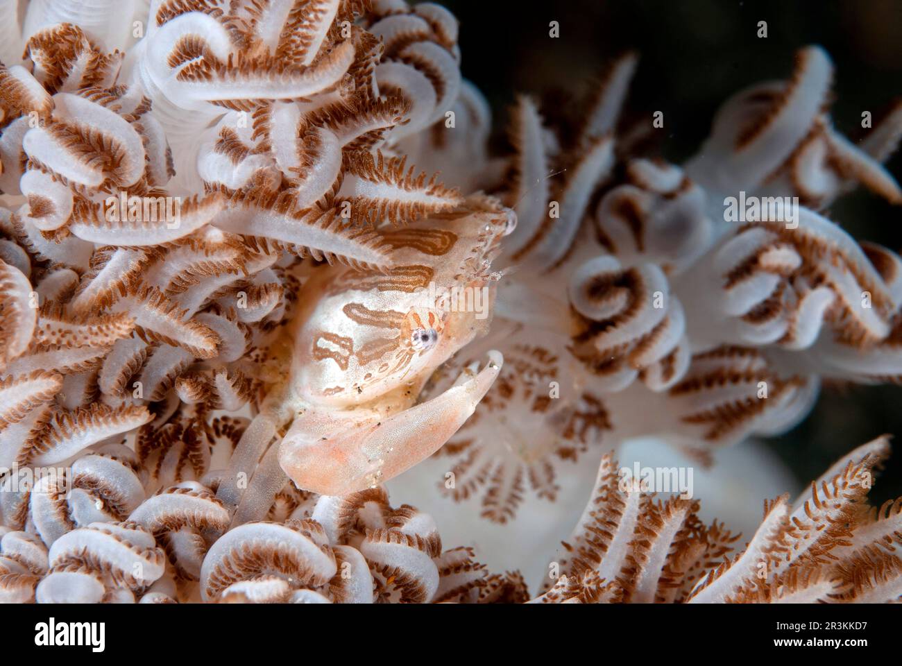 Xenia Swimming Crab (Caphyra laevis) in Xenia Coral polyps (Xenia sp ...
