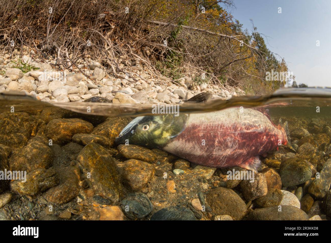 Split image of Sockeye salmon (Oncorhynchus nerka) in their spawning ...