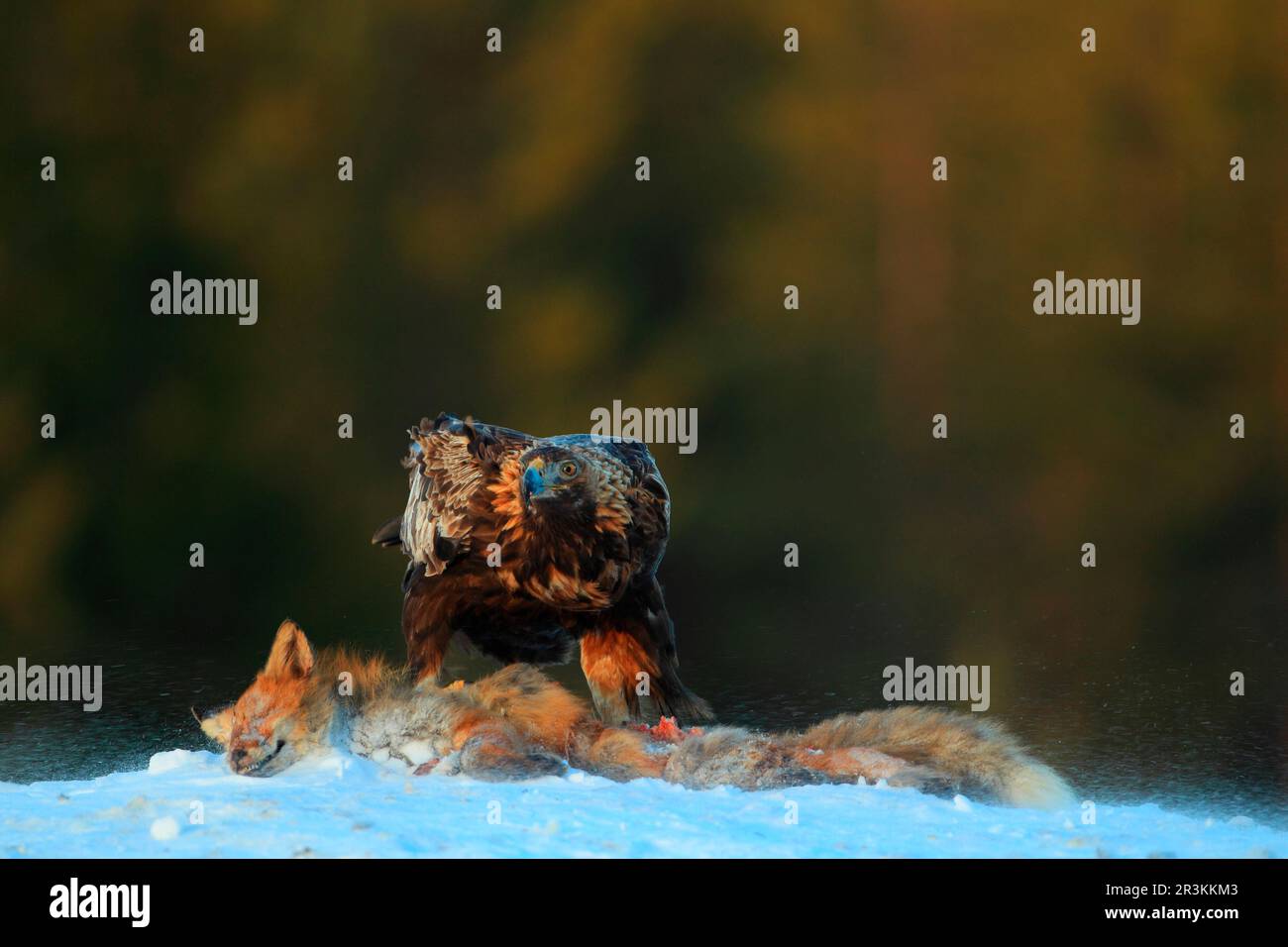 Golden Eagle (Aquila chrysaetos) adult feeding on a fox carcass in ...