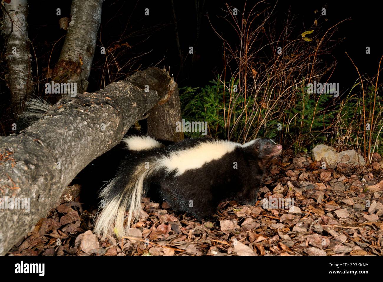 Striped skunk (Mephitis mephitis) in the forest near a tree trunk cut ...