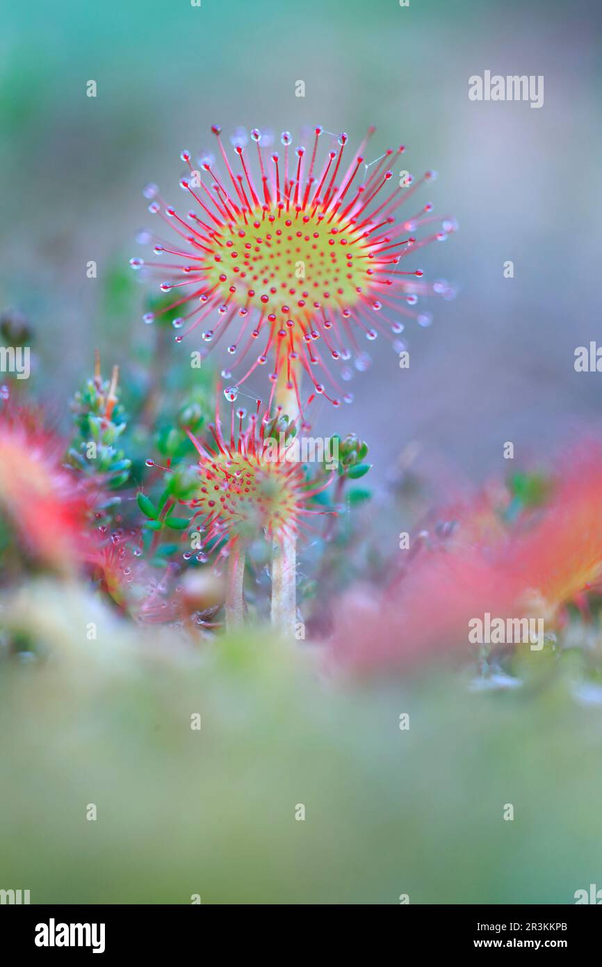 Roundleaf sundew (Drosera rotundifolia), Tourbiere de Mathon national ...